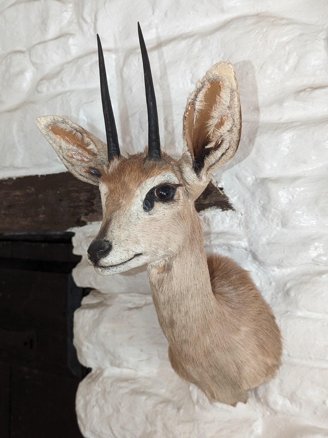 A Unique Vintage Taxidermy South African Steenbok. A Large Adult Male ...