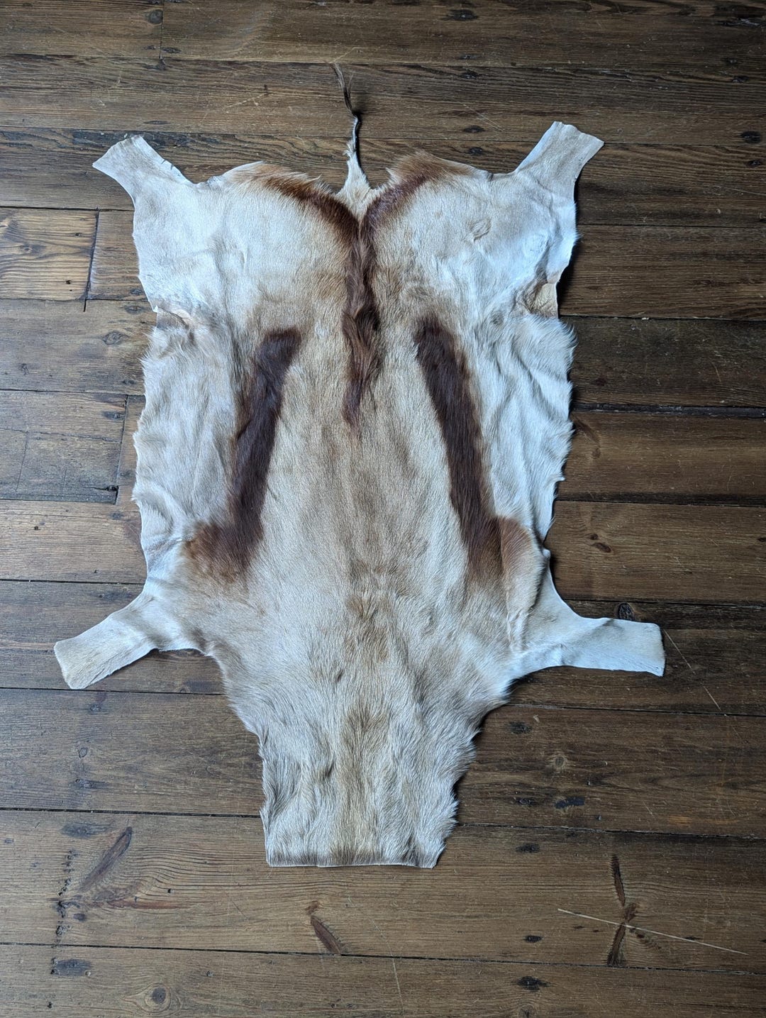 Taxidermy - A Vintage Springbok Pelt, Hide, Skin Rug. Large. South ...