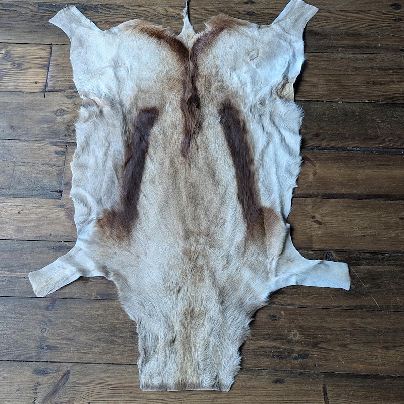 Springbok Hide - Etsy