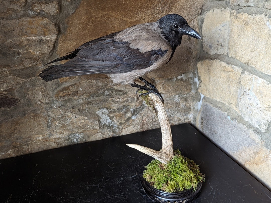A Wonderful Taxidermy Adult Hooded Crow. Perched on Deer Antler With ...
