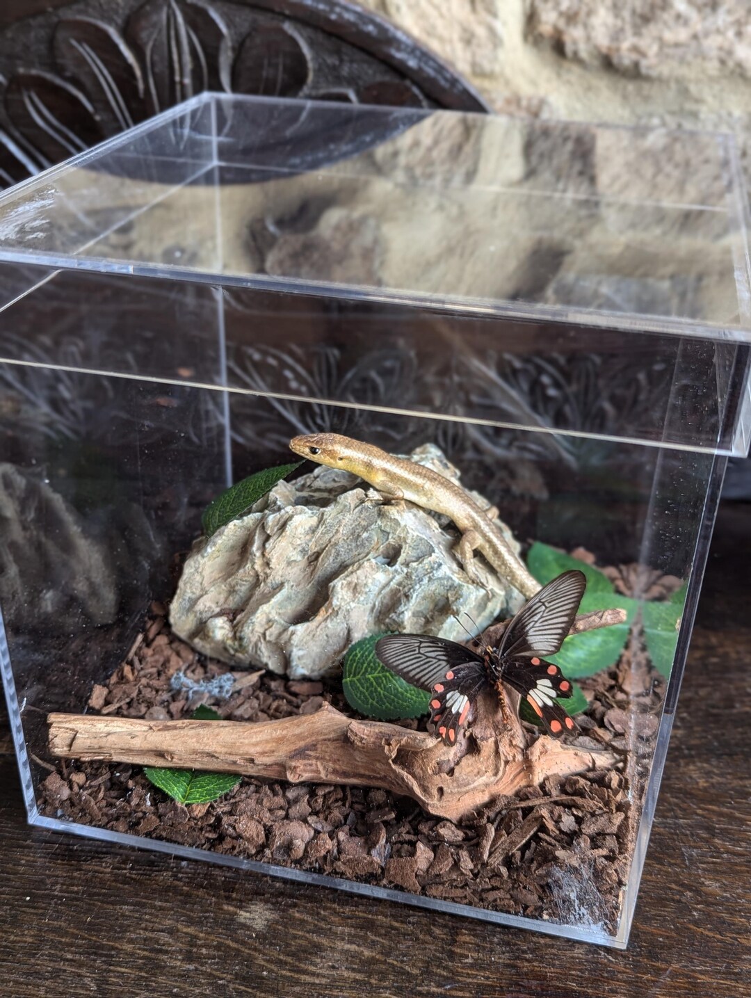 A Unique Taxidermy Common Sun Skink Lizard. in Acrylic Case on Rock ...