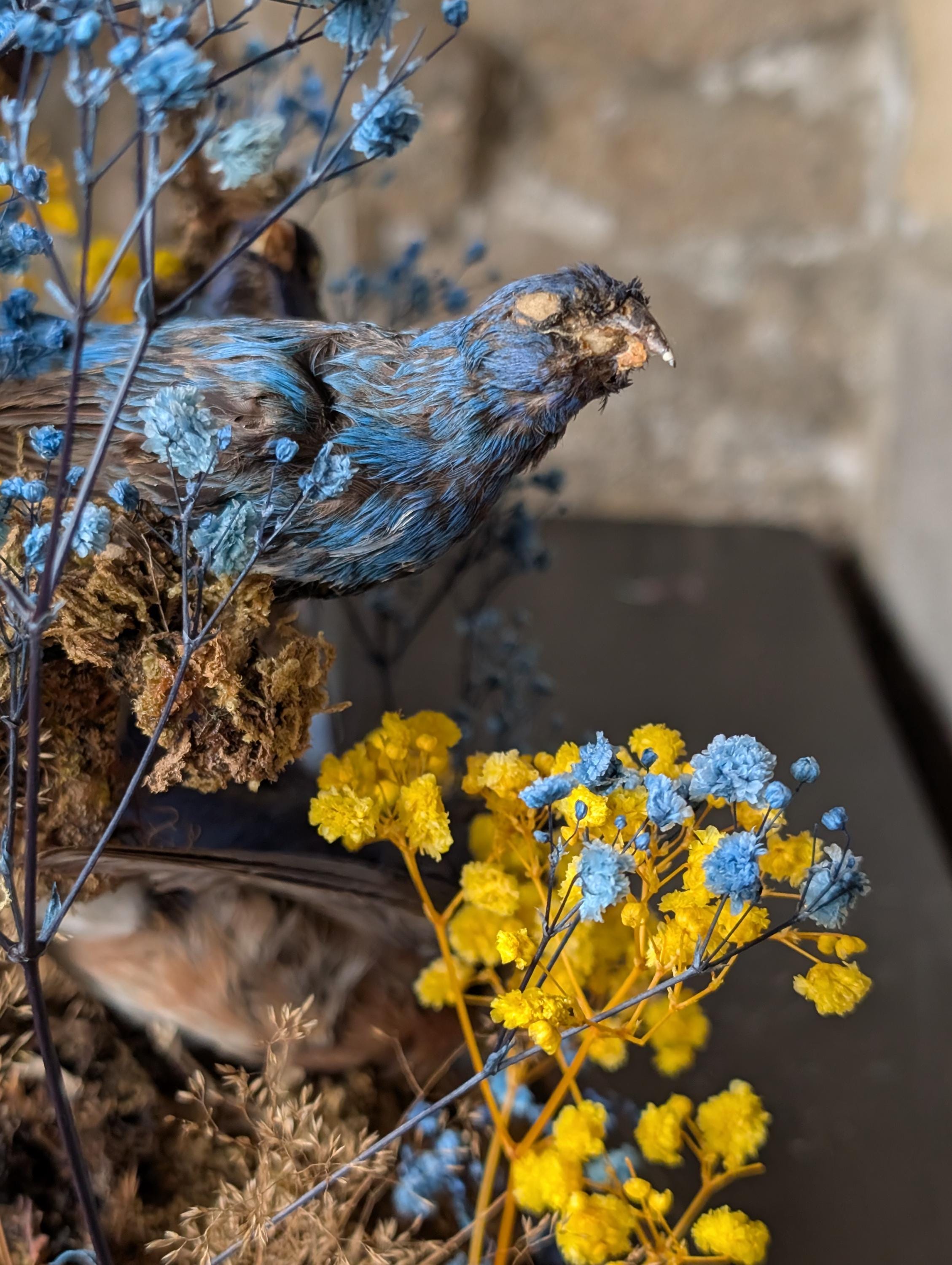 A Unusual Diorama of Taxidermy Birds. Circa 1880 Victorian Eastern ...
