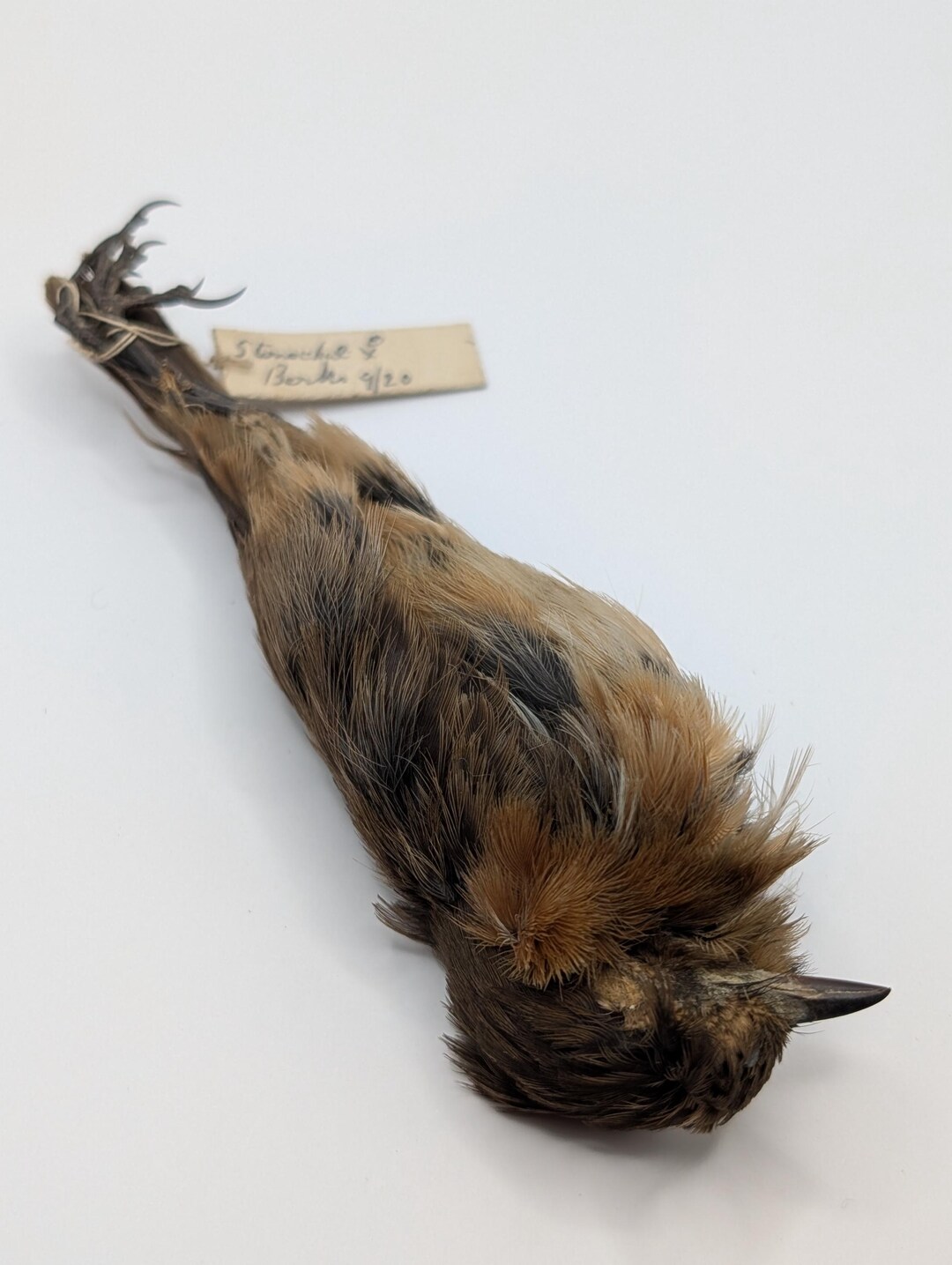 Taxidermy Bird Study Skin. Stonechat. Antique 1920. Berkshire, UK. 12 ...