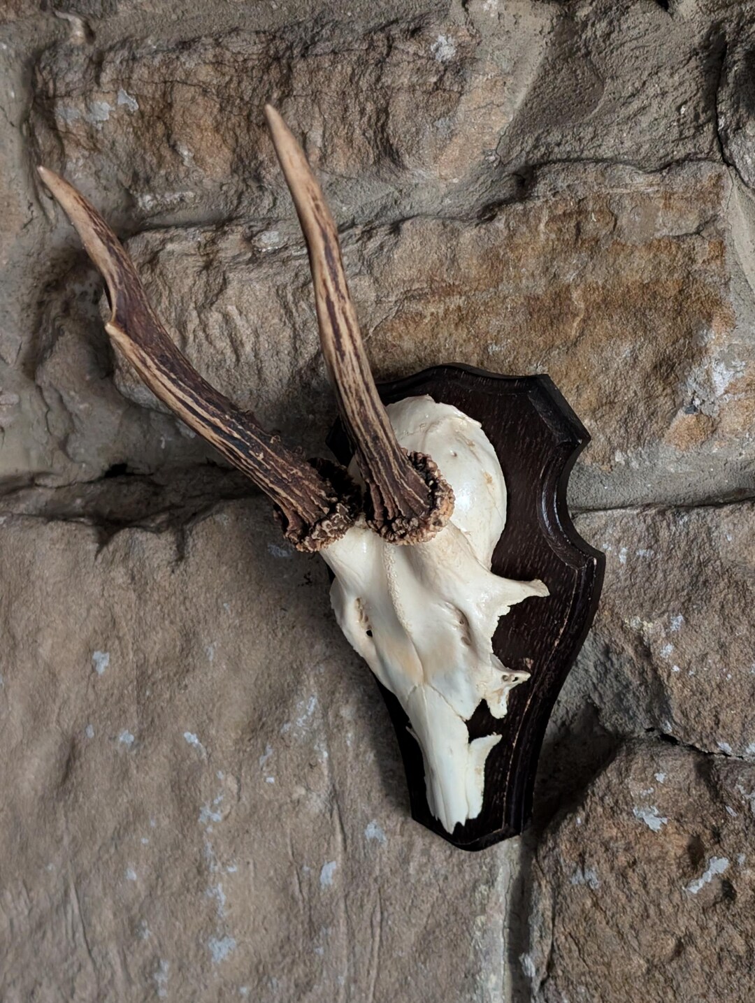 Vintage Taxidermy Roe Deer Skull & Antlers. 3 Pointers. on a Dark Wood ...