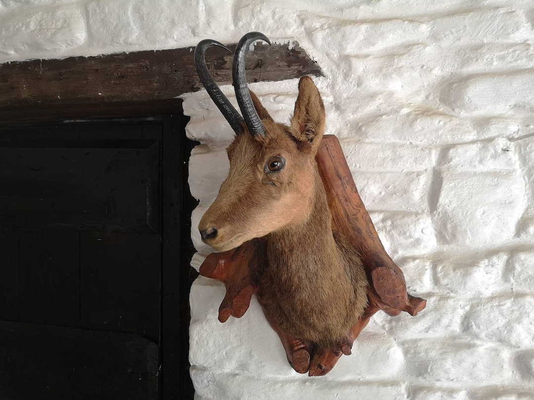 Taxidermy Alpine Chamois Goat Antelope Head & Shoulder Mount on ...