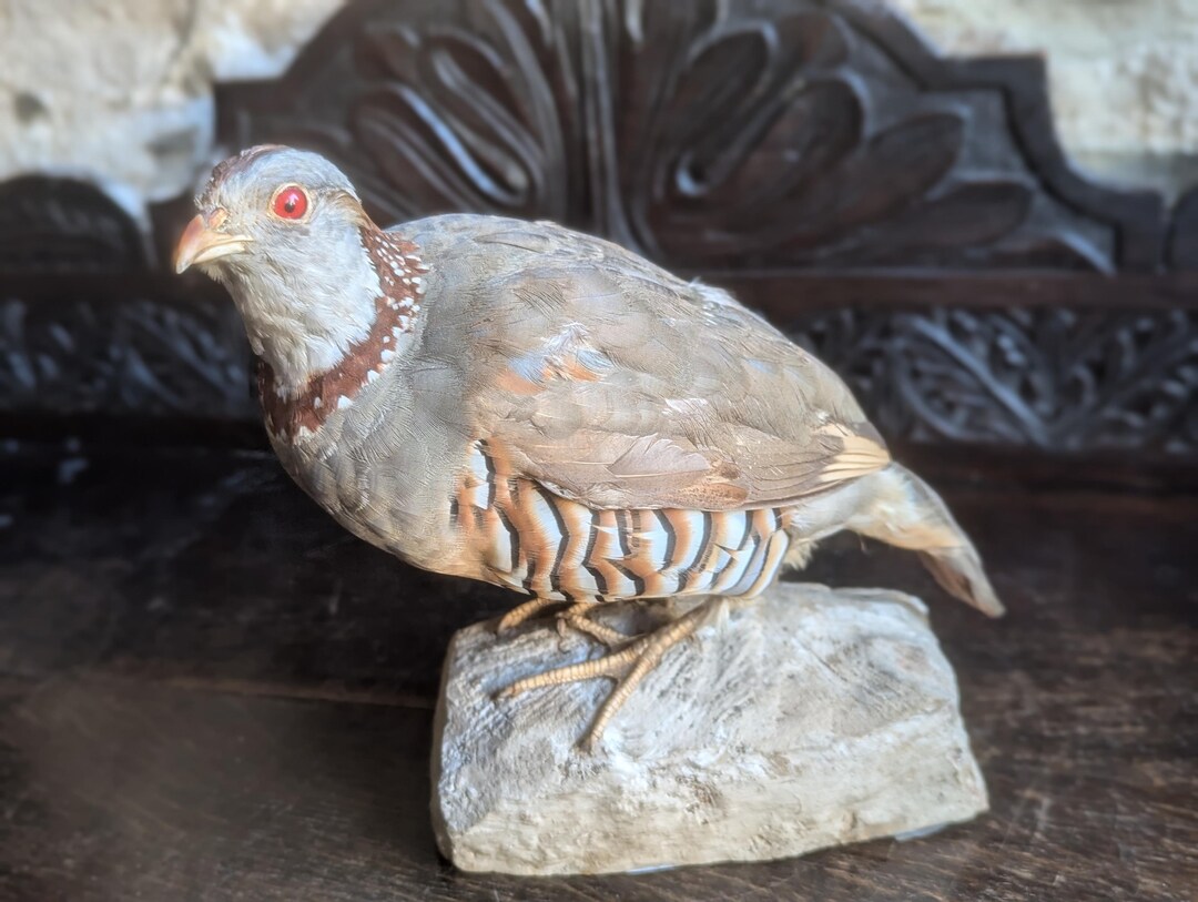A Stunning Barbury Partridge. Mounted on a Faux Rock Base. South ...