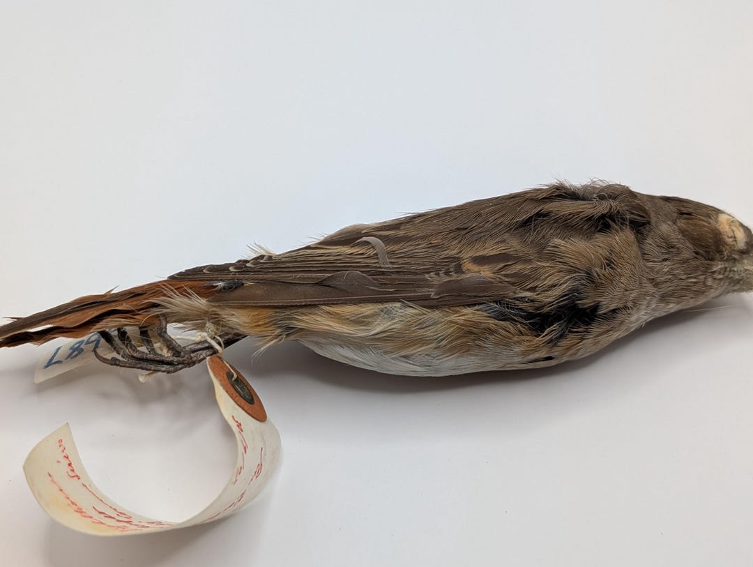 Taxidermy Bird Study Skin. Redstart (female Juvenile). Antique 1907 ...