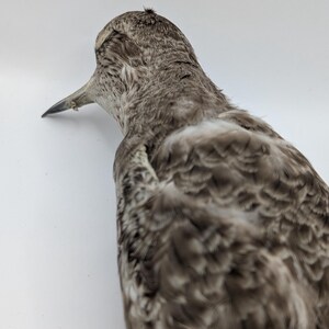 Taxidermy Bird Study Skin. Grey Plover. Female Late 19th Century ...