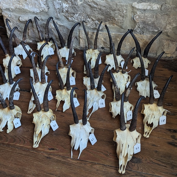 Goat Skull - Etsy