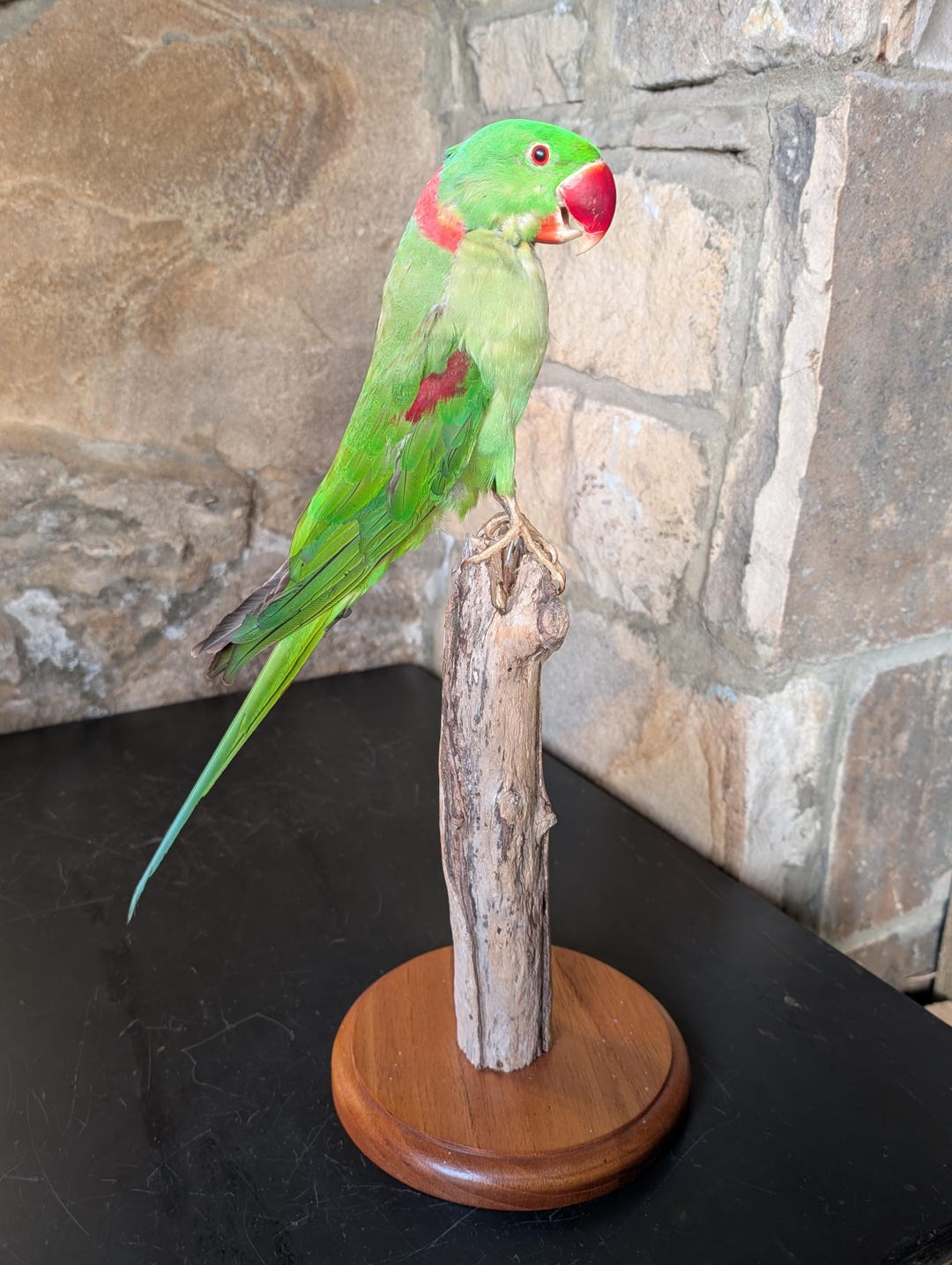 A Beautiful Colourful Taxidermy Long Tailed Red Nosed Alexandrine ...