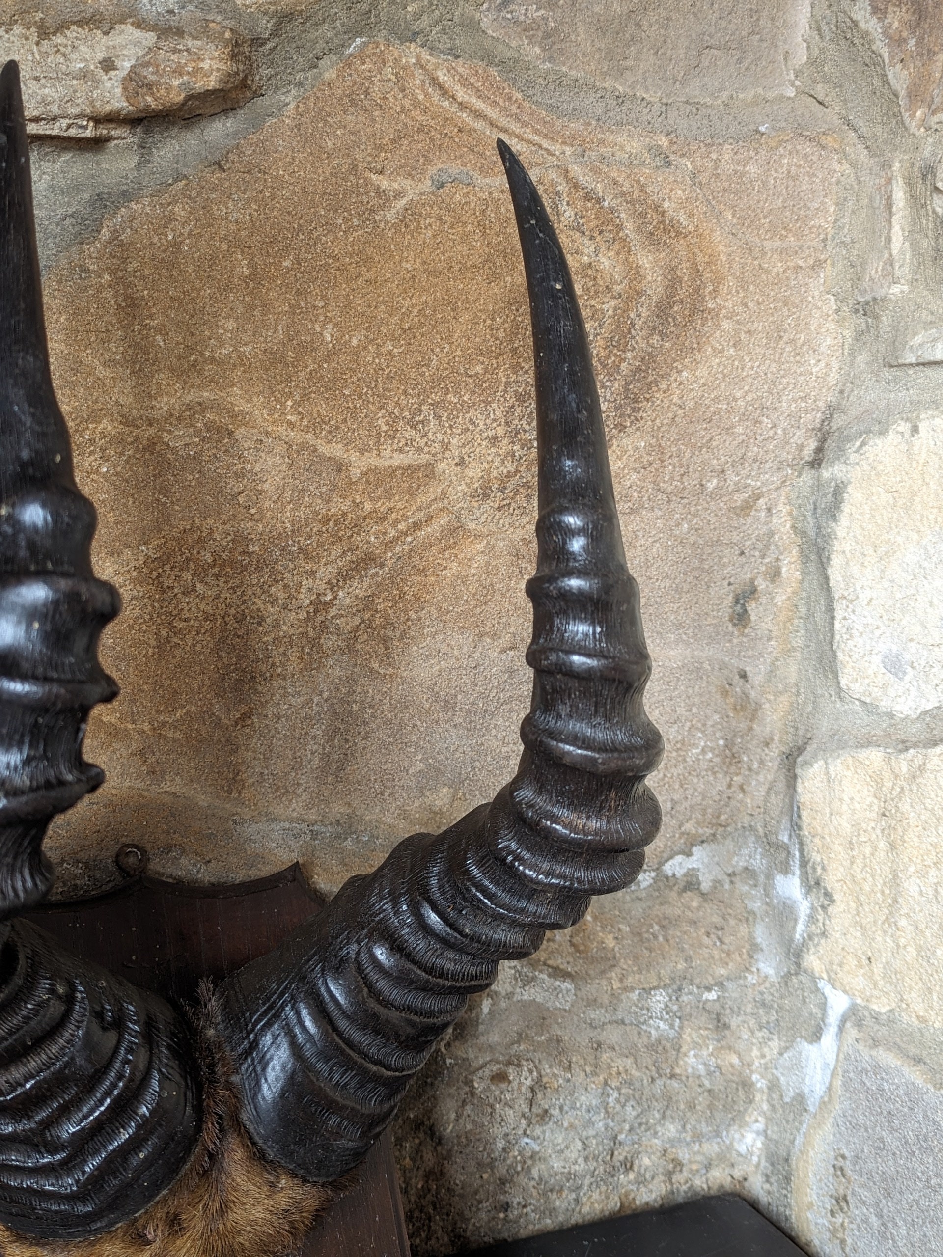 Taxidermy Unusual African Western Hartebeest Horns on Hide Boss Cap ...