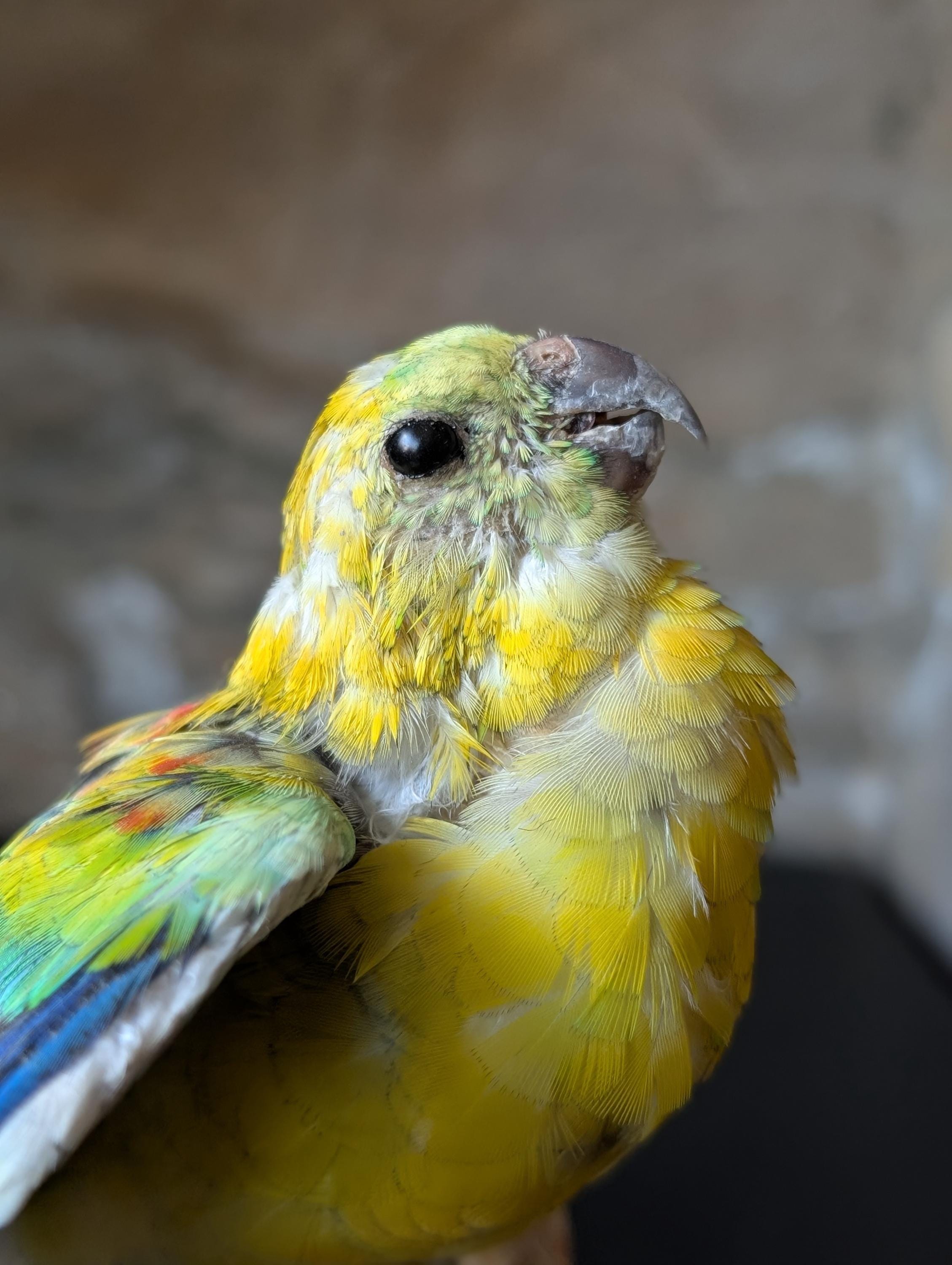 A Beautiful Taxidermy Yellow & Blue Parakeet Parrot. Perched on Stick ...