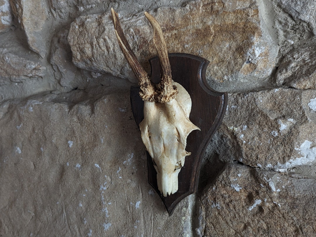 Taxidermy Vintage Roe Deer Antlers & Skull on a Dark Oak Style - Etsy