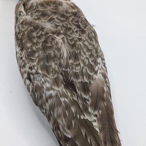 Taxidermy Bird Study Skin. Grey Plover. Female Late 19th Century ...