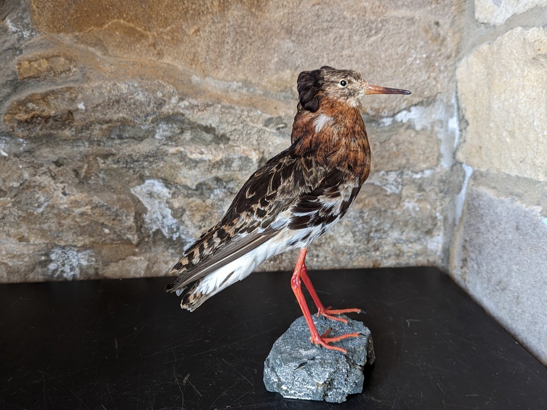 A Beautiful and Unusual Taxidermy Male Ruff Bird (calidris Pugnax ...