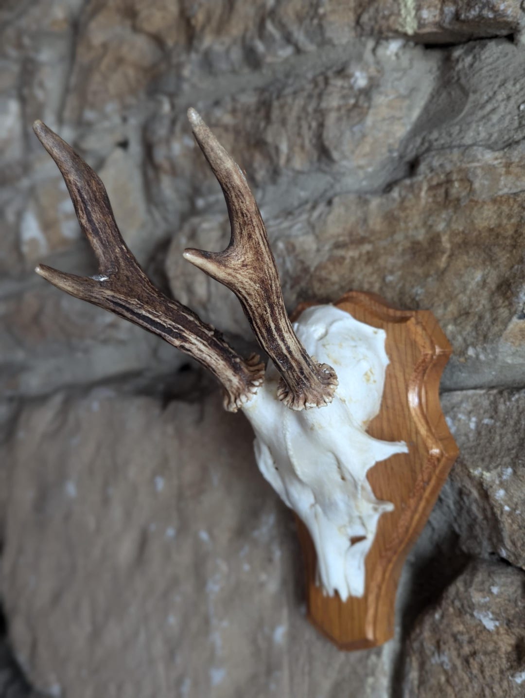 Vintage Taxidermy Roe Deer Skulls & Antlers. 4 Pointers. on a Light ...