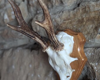 Vintage Taxidermy Roe Deer Skulls & Antlers. 5 Pointers. on a Dark Wood ...