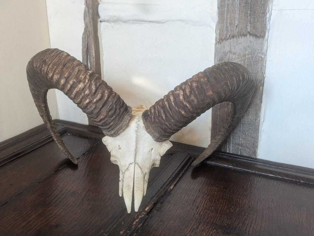 Taxidermy European Mouflon (ancient Wild Sheep) Horns and Skull. Free ...