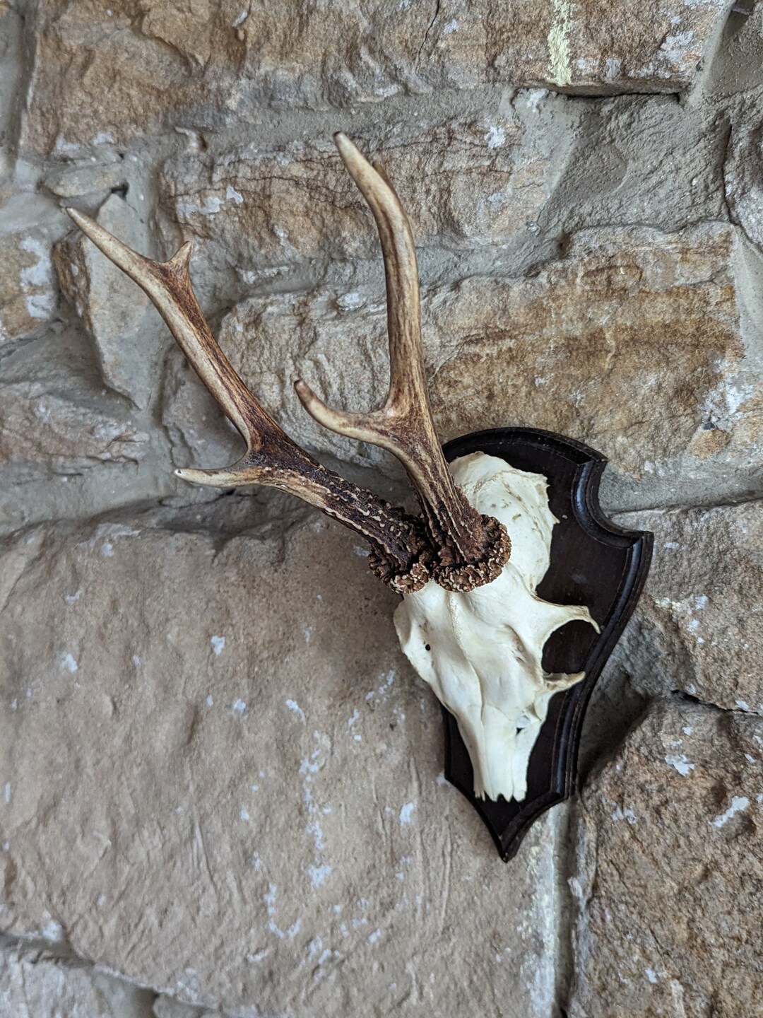 Taxidermy Vintage Roe Deer Antlers & Skull on a Dark Oak Style - Etsy