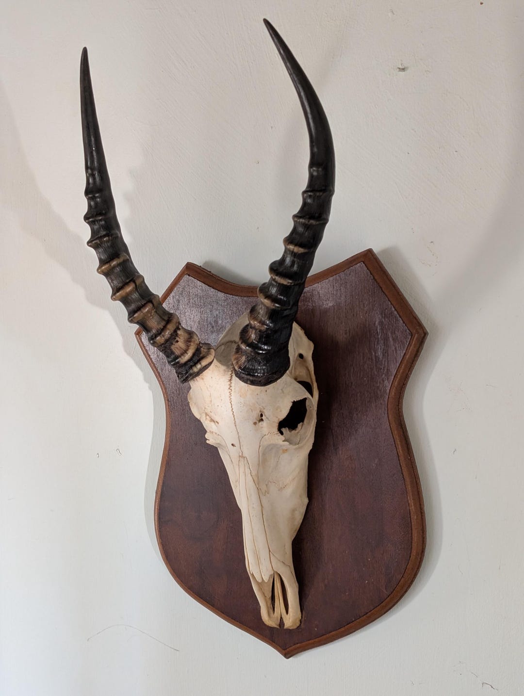 Taxidermy South African Blesbok Horns and Upper Skull. Mounted on a ...