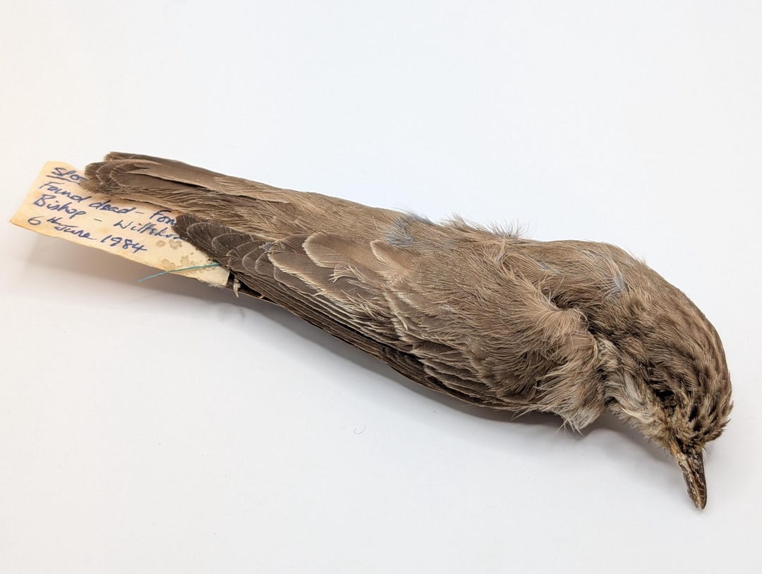 Taxidermy Bird Study Skin. Spotted Flycatcher 1984, Wiltshire, UK ...