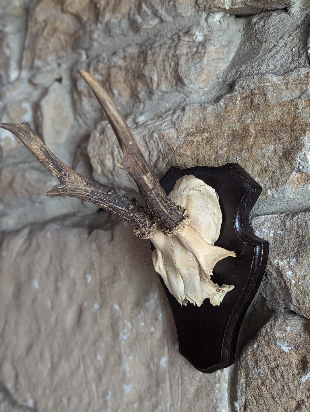 Vintage Taxidermy Roe Deer Skulls & Antlers. 5 Pointers. on a Dark Wood ...
