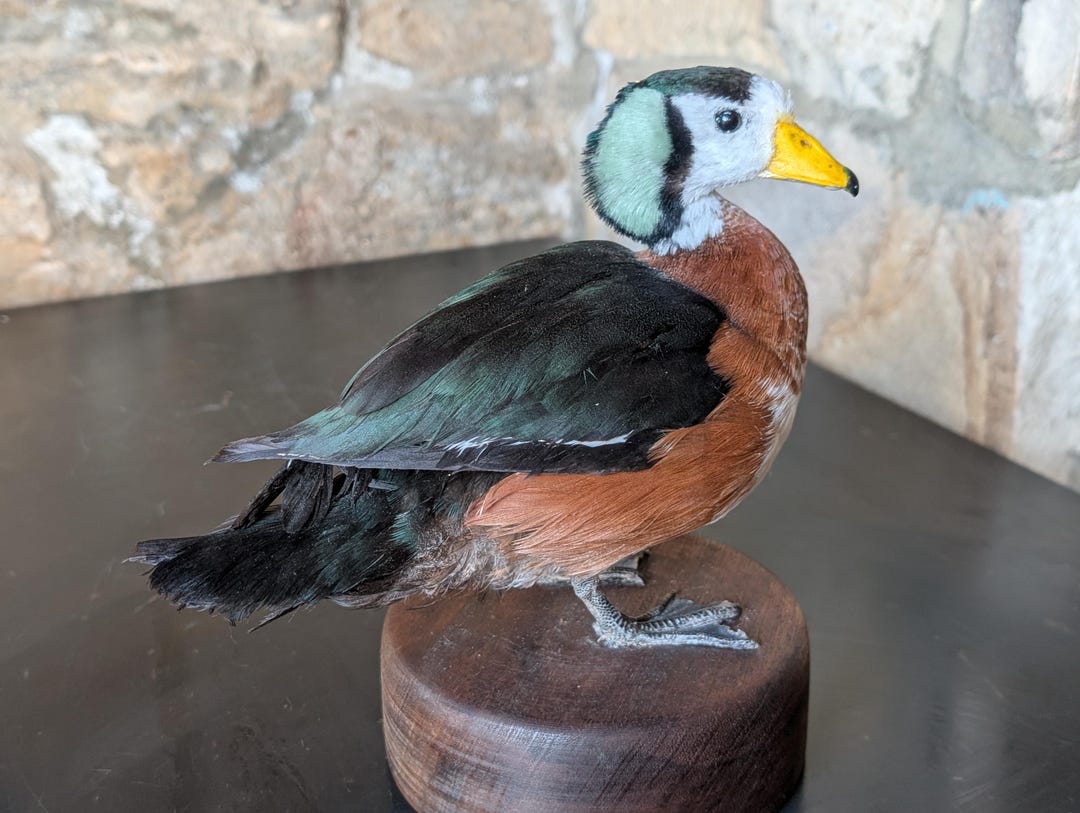 A Fantasticaly Coloured Taxidermy African Pygmy Goose. Mounted on a ...