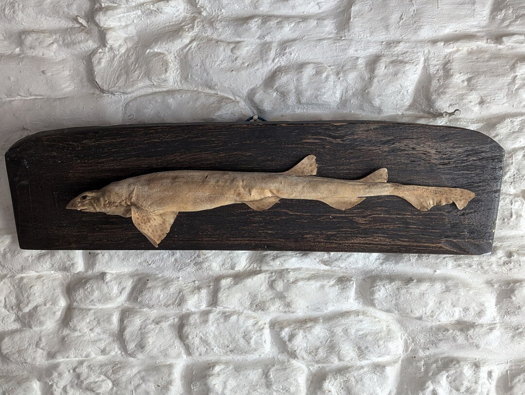 A Wonderful Vintage Taxidermy Dogfish Shark. Unusual Fish squalidae. on ...
