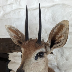A Unique Vintage Taxidermy South African Steenbok. A Large Adult Male ...