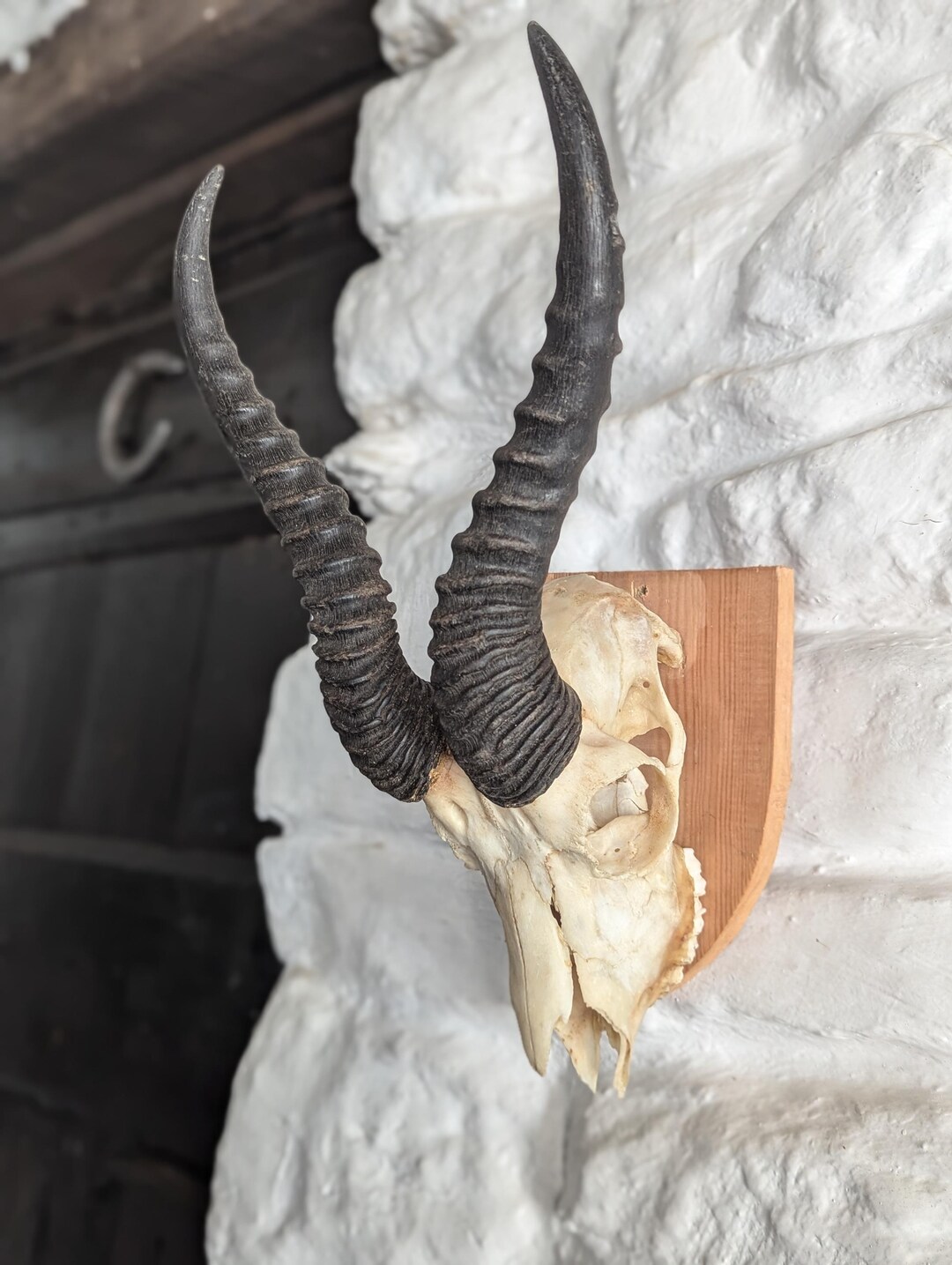 Taxidermy South African Springbok Horns and Full Upper Skull. Mounted ...