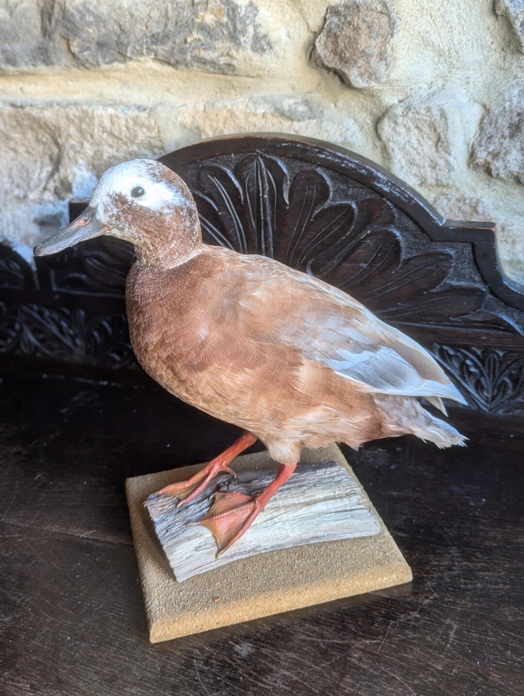 A Unique and Beautiful Taxidermy Leysan Teal Duck. Mounted on a Simple ...