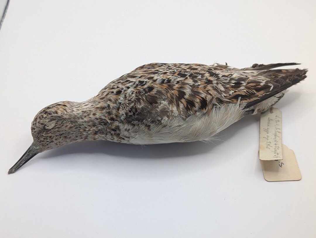 Taxidermy Bird Study Skin. Female Sanderling. Antique 1899 Late 19th ...