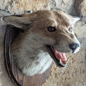 A Fantastic Vintage Taxidermy Red Fox Head Mount With Hanging Tail. in ...