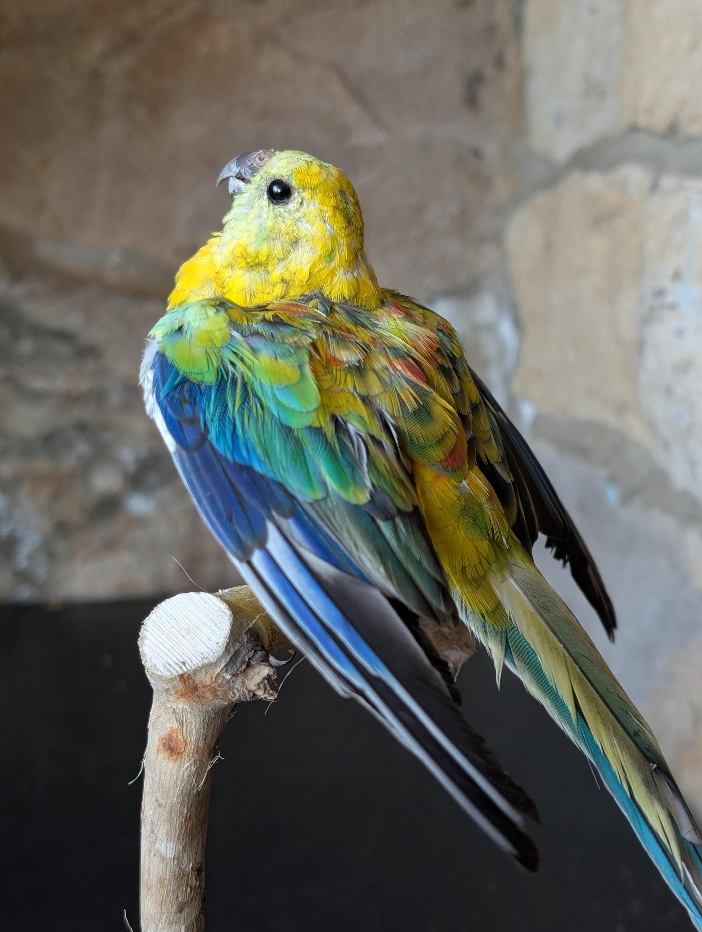 A Beautiful Taxidermy Yellow & Blue Parakeet Parrot. Perched on Stick ...