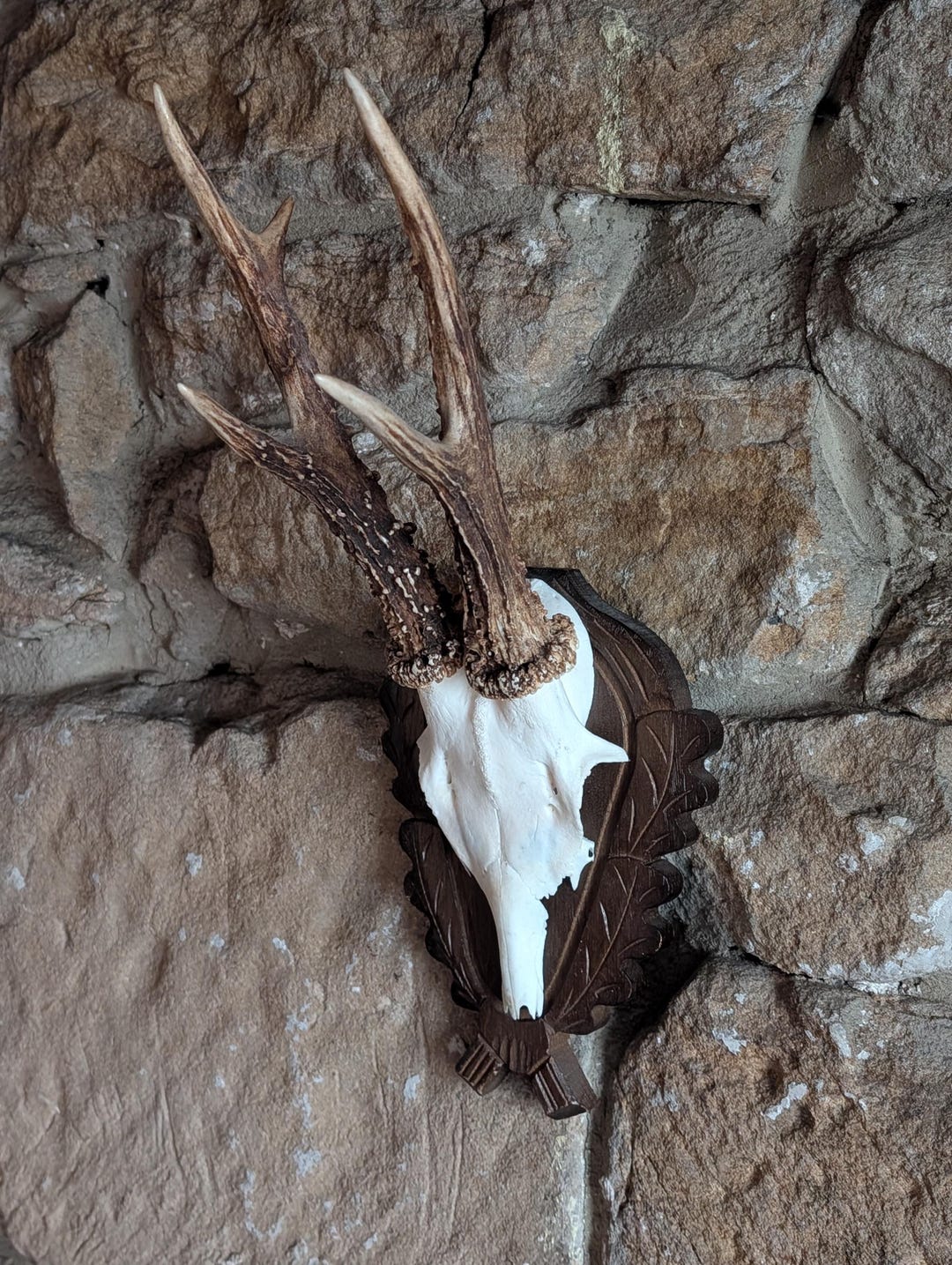 Vintage Taxidermy Roe Deer Skull & Antlers. Long 5 Pointers. on a Dark ...