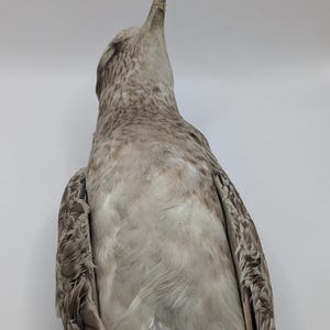 Taxidermy Bird Study Skin. Grey Plover. Female Late 19th Century ...