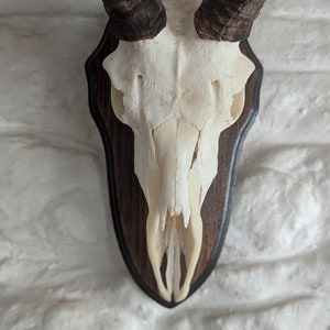 Taxidermy Large Impala Horns and Upper Skull With Teeth. Mounted on ...