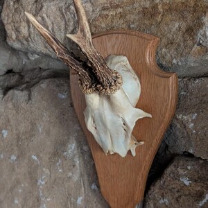 Vintage Taxidermy Roe Deer Skull & Antlers. 3 Pointers. on a Light Wood ...
