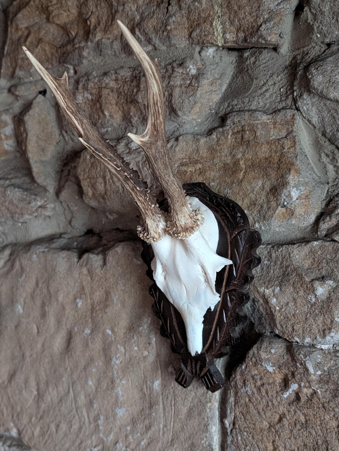 Vintage Taxidermy Roe Deer Skulls & Antlers. 6 Pointers. on a Dark Wood ...