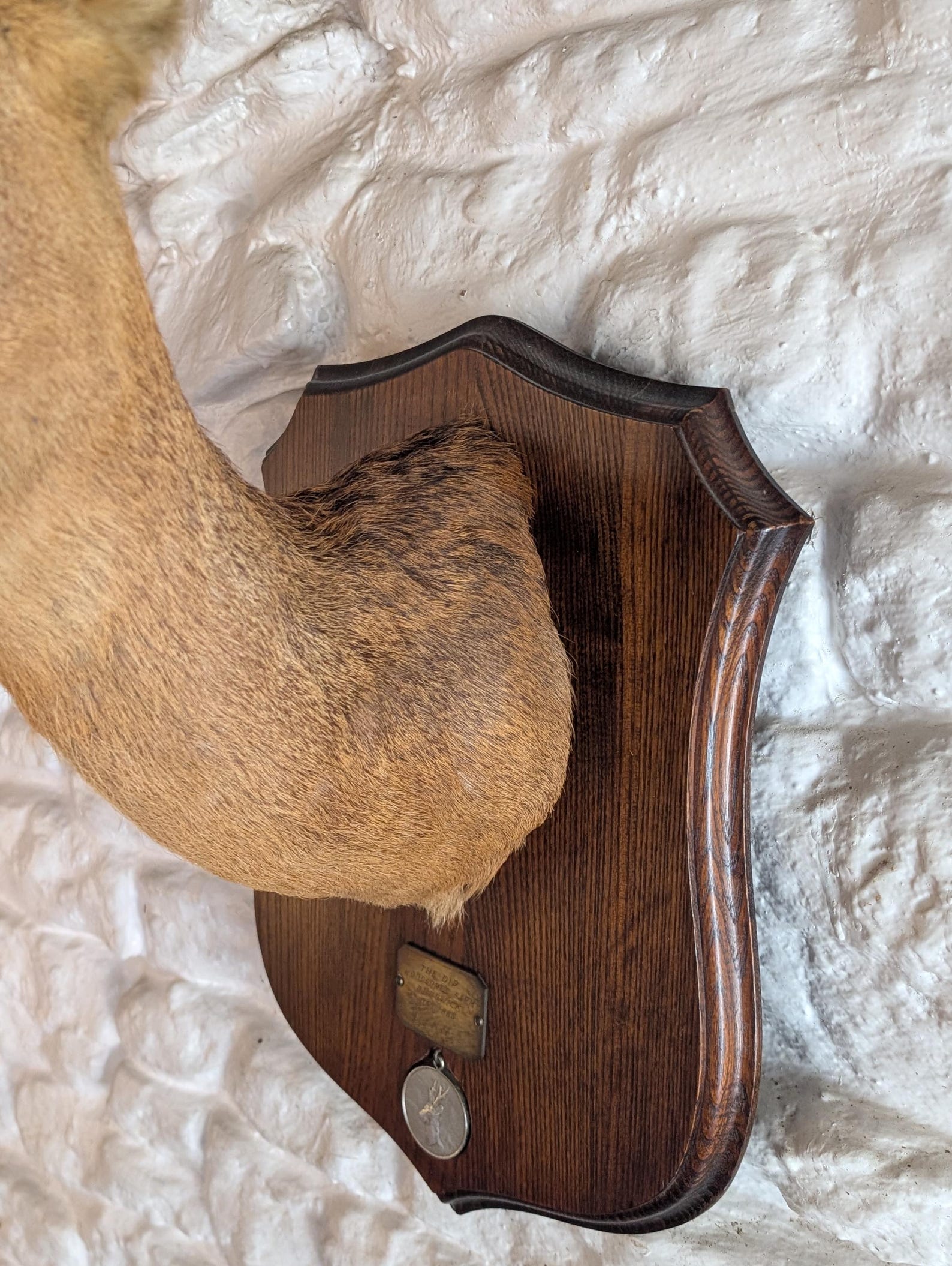 A Beautiful Taxidermy European Roebuck. Prize Winner Dated 1985. Full ...