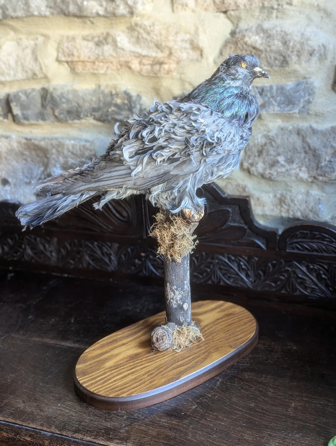 A Unusual Beautiful Taxidermy Frillback Pigeon. Perched on a Log With ...