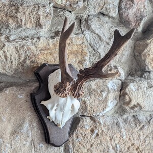 Vintage Taxidermy Roe Deer Skulls & Antlers. 6 Pointers. on a Dark Wood ...