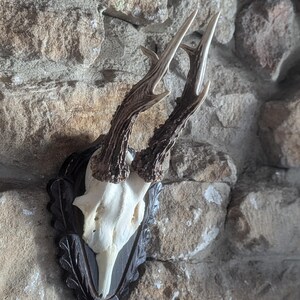 Vintage Taxidermy Roe Deer Skulls & Antlers. 6 Pointers. on a Dark Wood ...