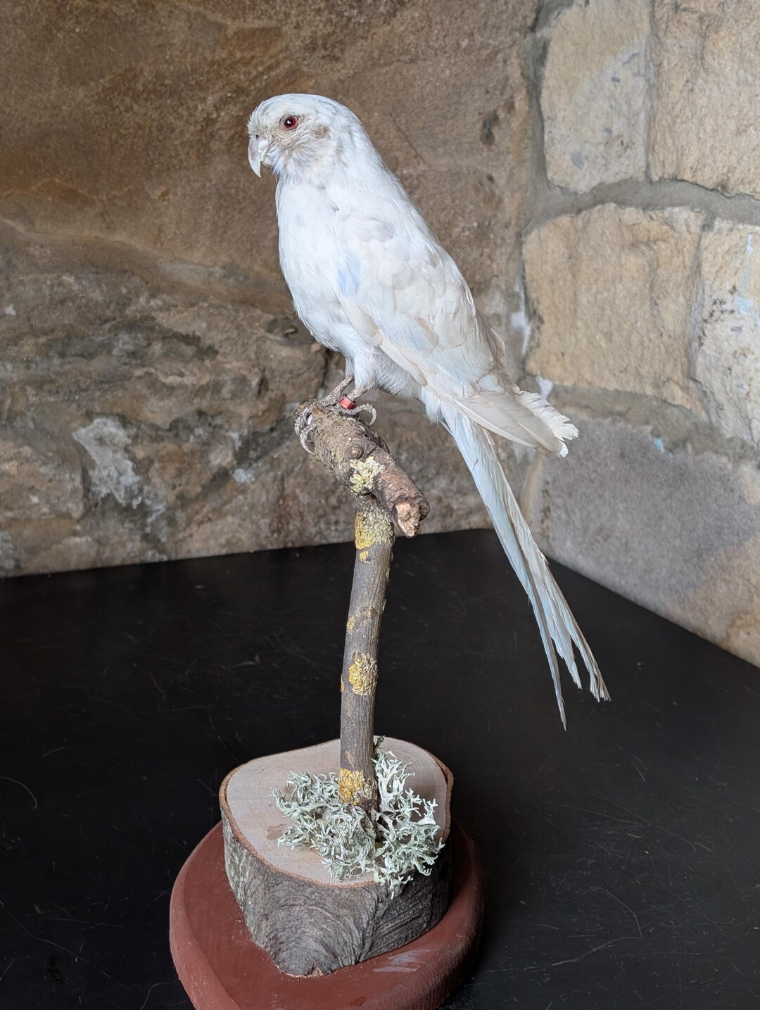 A Lovely Full Mount Adult White Cockatiel Looking Straight Ahead ...