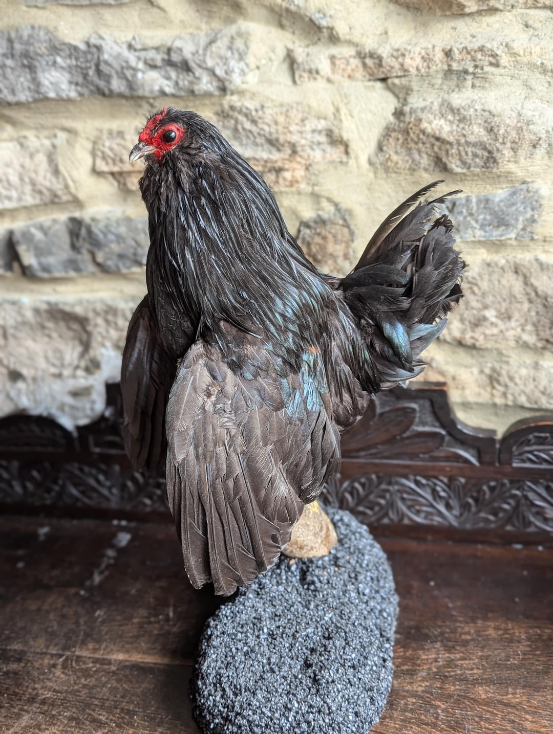 A Striking Taxidermy Barbu D'anvers Chicken Wonderfully Coloured Full ...