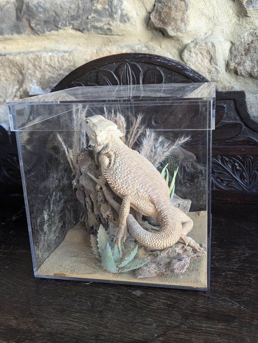 A Unique Taxidermy Cased Central Bearded Dragon Lizard. in Acrylic Case ...