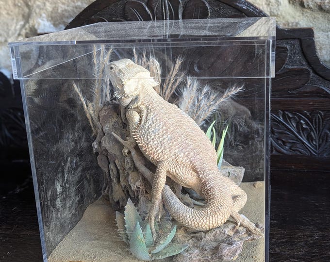 A Unique Taxidermy Cased Central Bearded Dragon Lizard. in Acrylic Case ...
