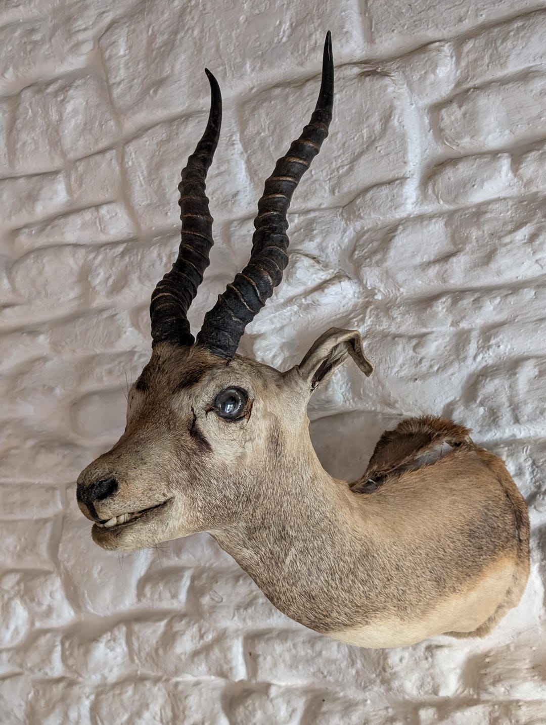 A Very Unusual Taxidermy Blackbuck Antelope. Full Head Mount on a Dark ...