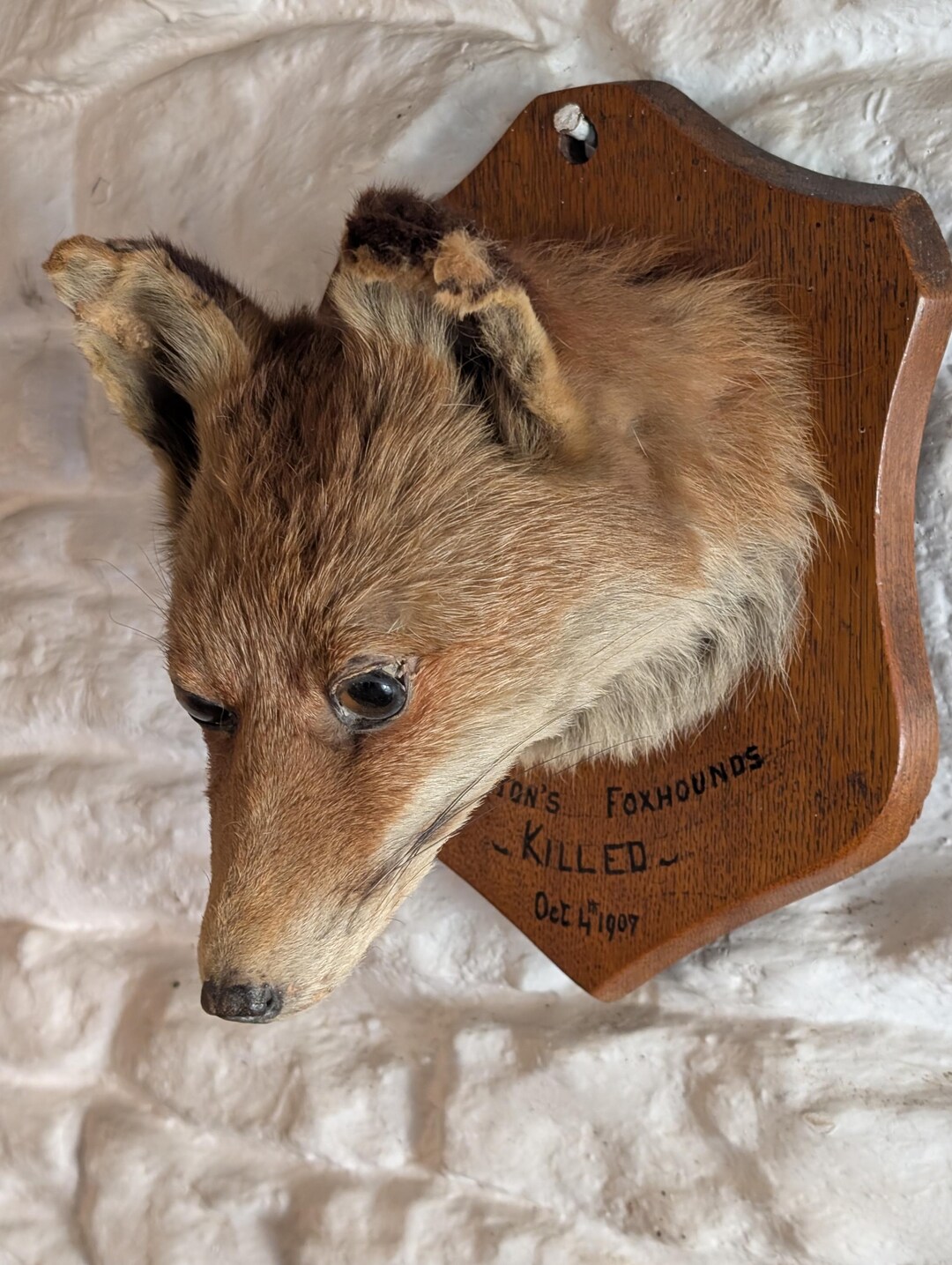 Antique Taxidermy Red Fox Head on Shield Mount With Wall Fixture. 1909 ...
