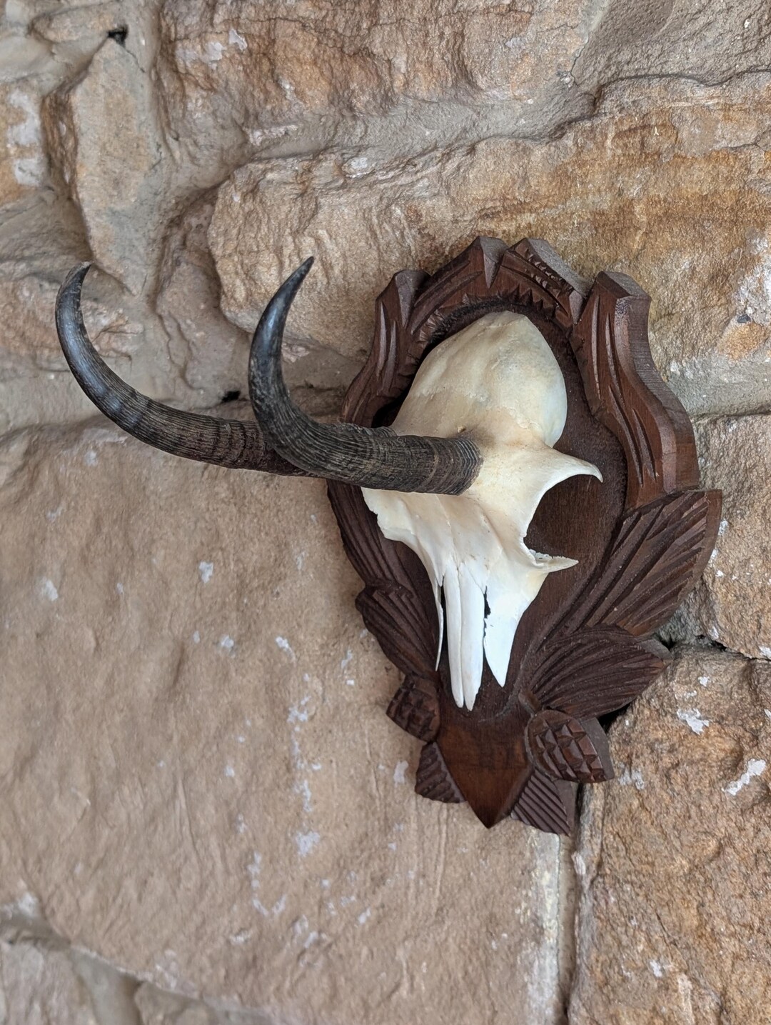 Vintage Taxidermy European Chamois Skull & Horns. Mountain Alpine Goat ...